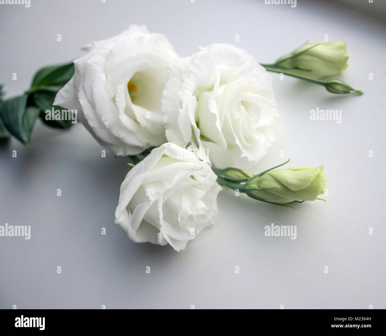 Bouquet of Three White Roses Stock Photo - Alamy