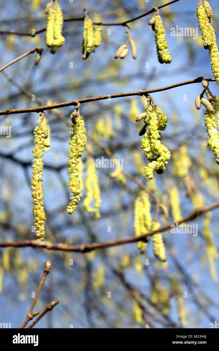 Hazel catkin uk hi-res stock photography and images - Alamy