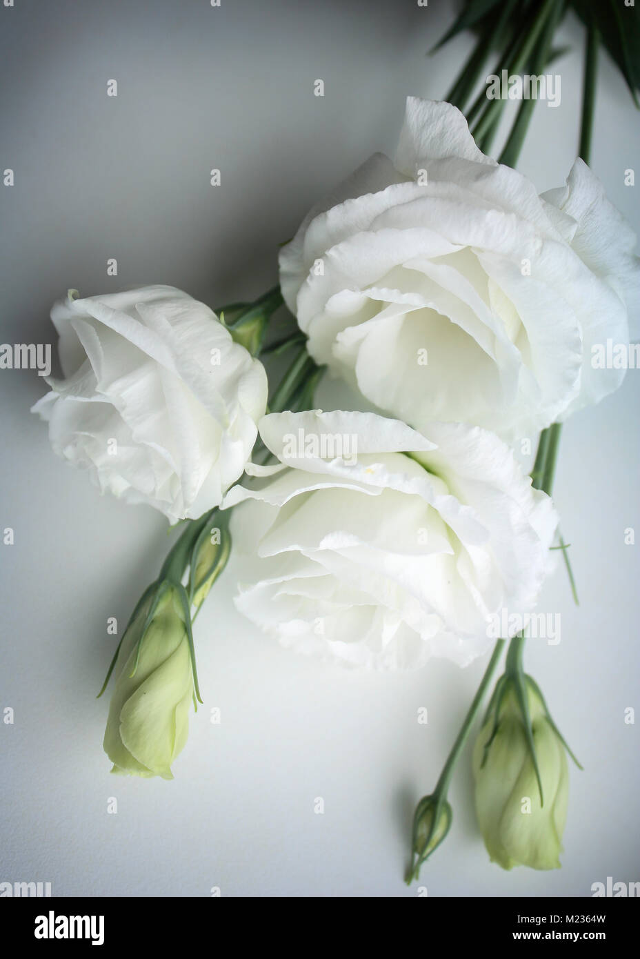 Bouquet of Three White Roses Stock Photo - Alamy