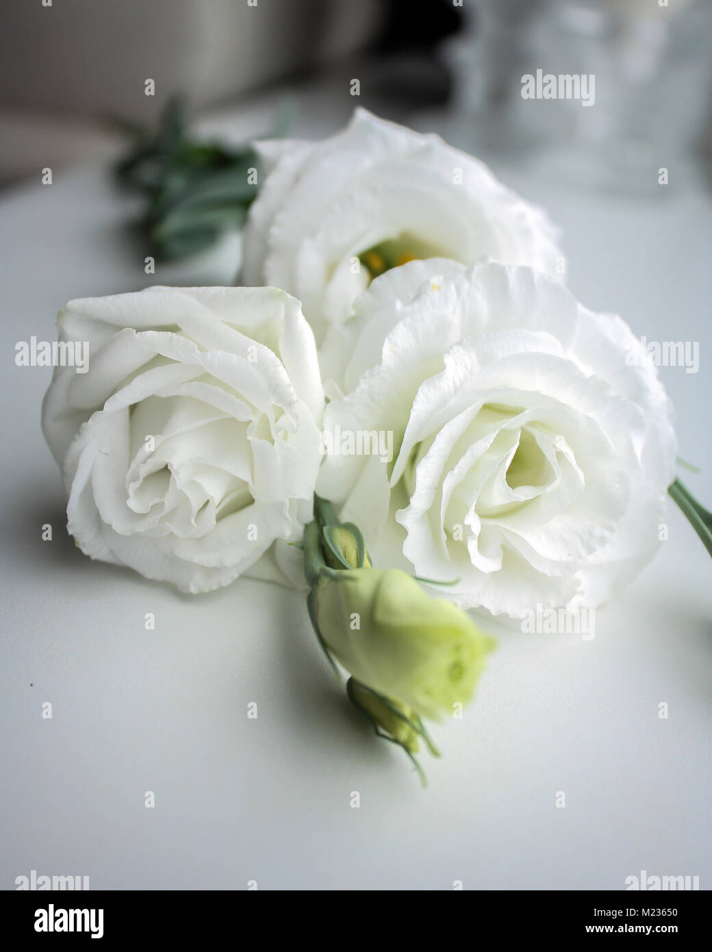 Bouquet of Three White Roses Stock Photo - Alamy