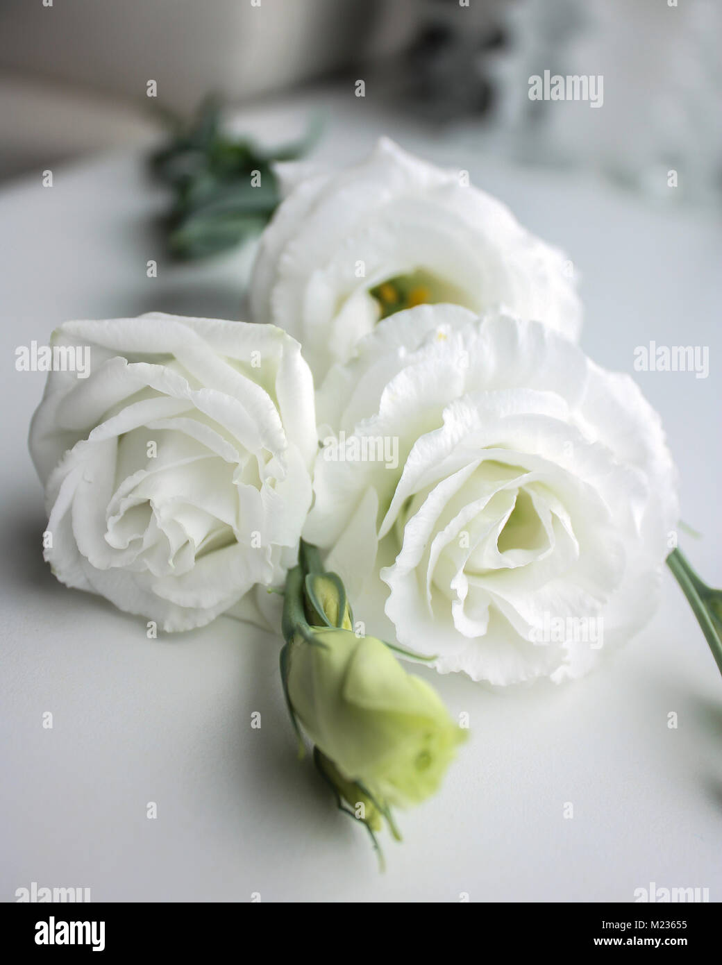 Bouquet of Three White Roses Stock Photo - Alamy