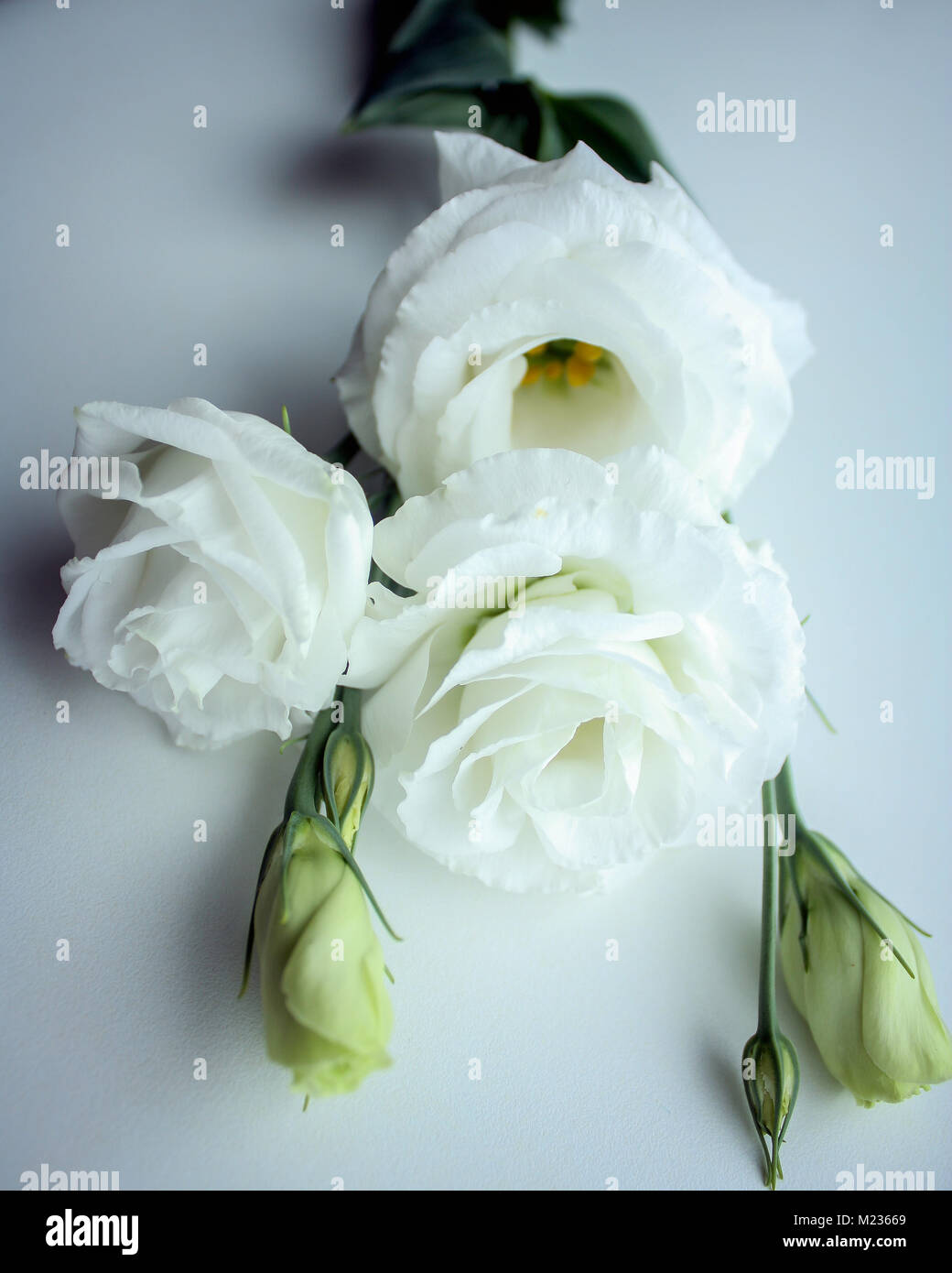 Bouquet of Three White Roses Stock Photo - Alamy