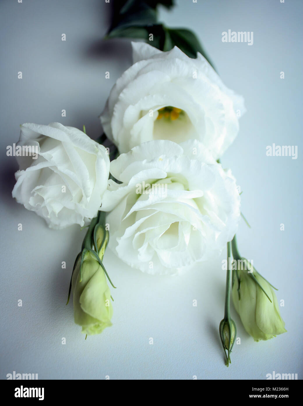 Bouquet of Three White Roses Stock Photo - Alamy
