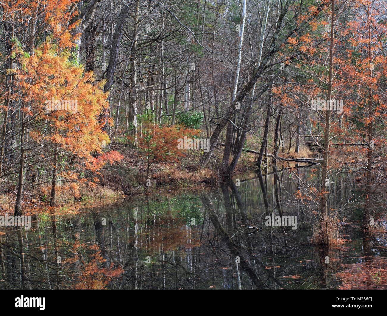 forest at peace Stock Photo - Alamy