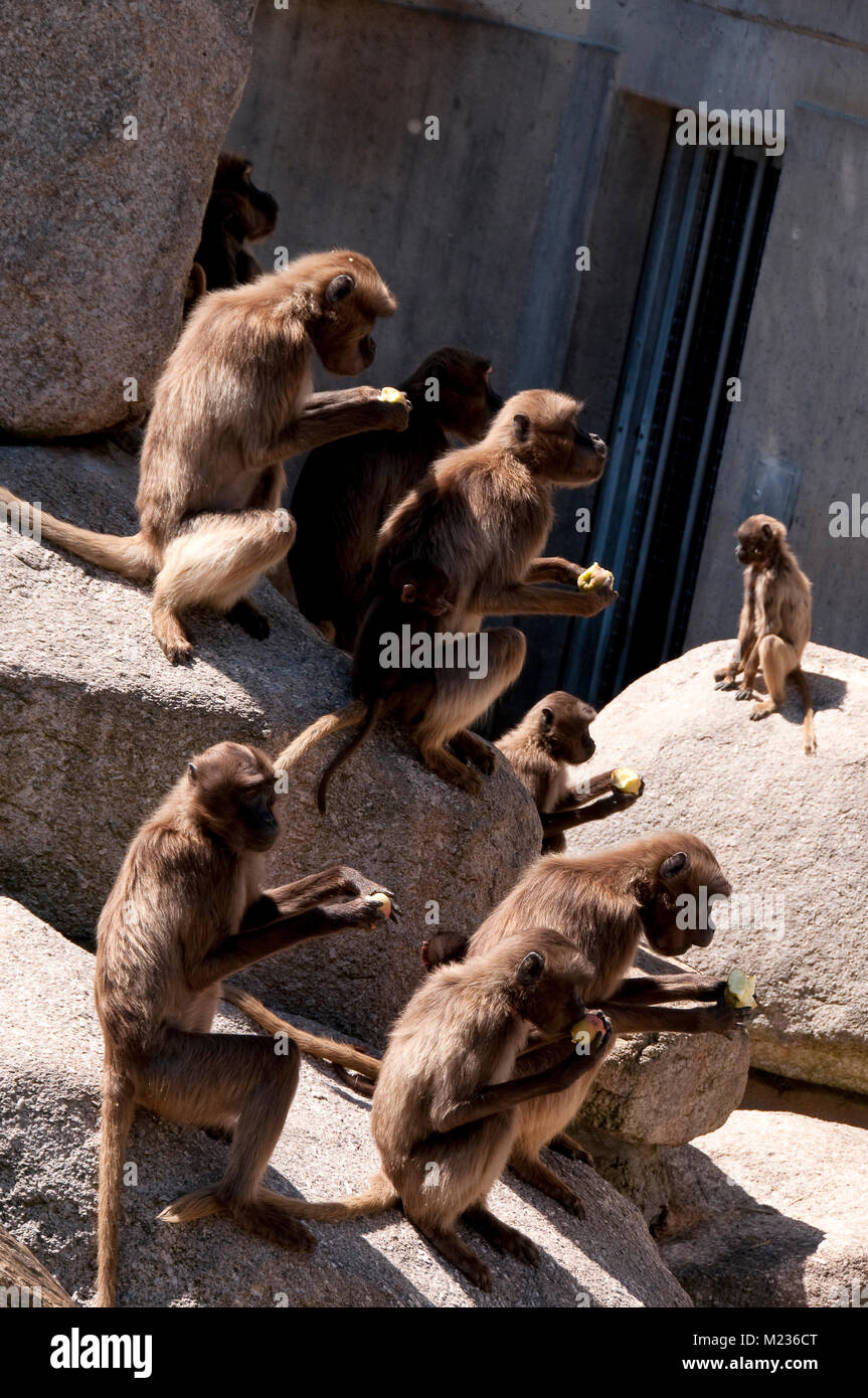 Zoo affengehege hi-res stock photography and images - Alamy