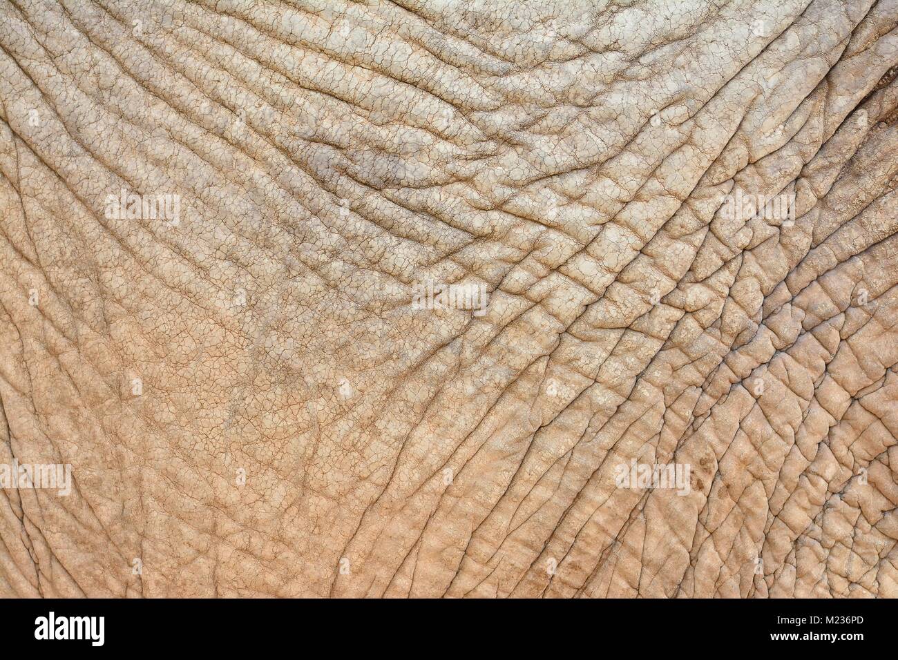 Elephant skin texture hi-res stock photography and images - Alamy