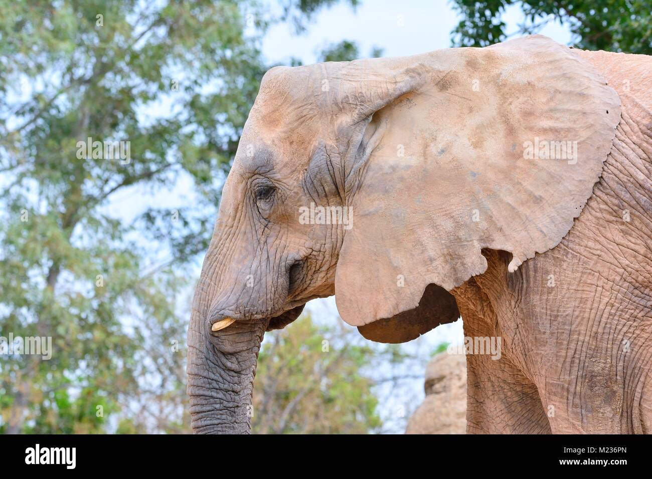 Close-up of grey skinned elephant's trunk and mouth with tusk Stock ...
