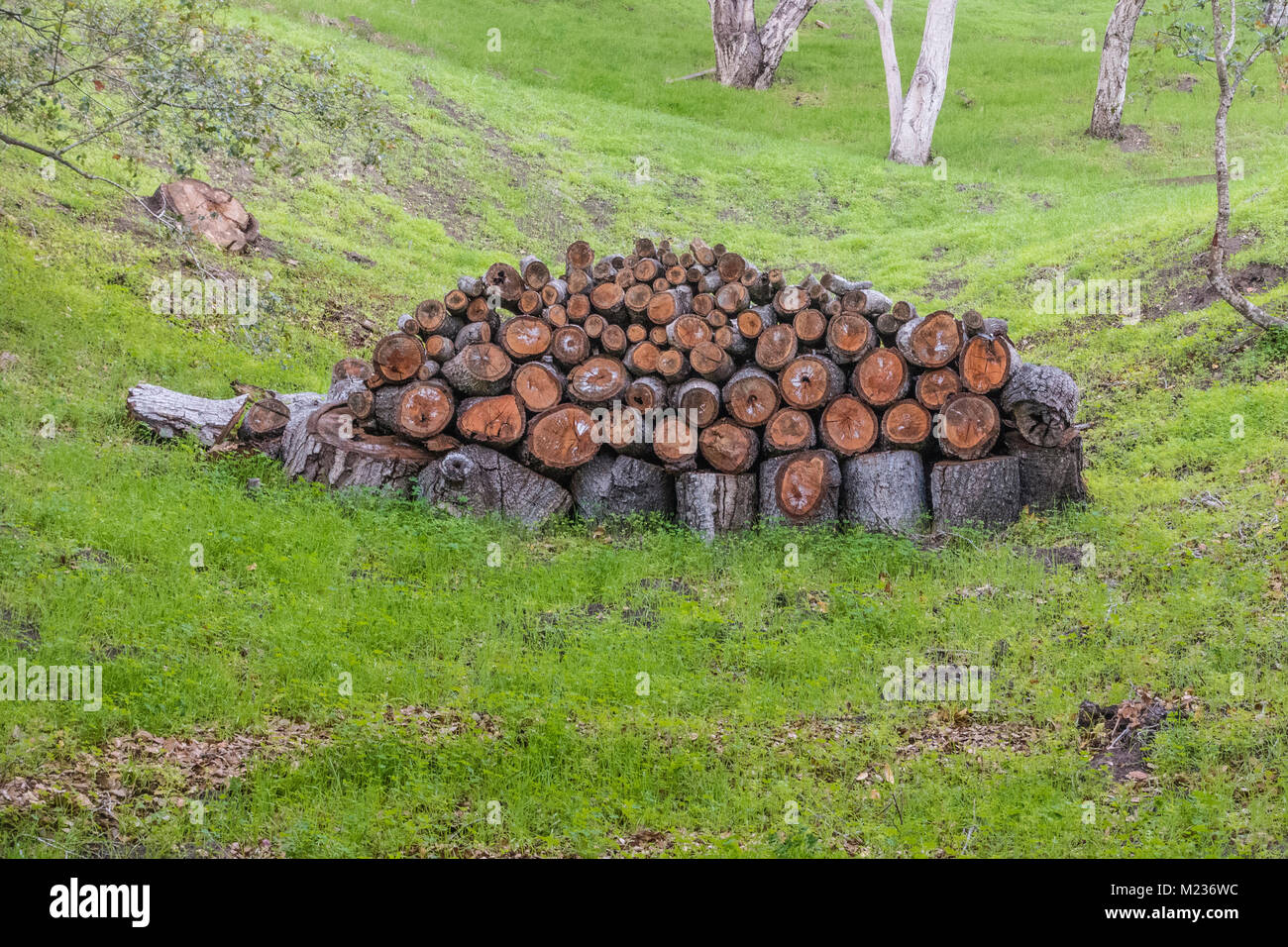 Cut wood stored for winter Stock Photo - Alamy