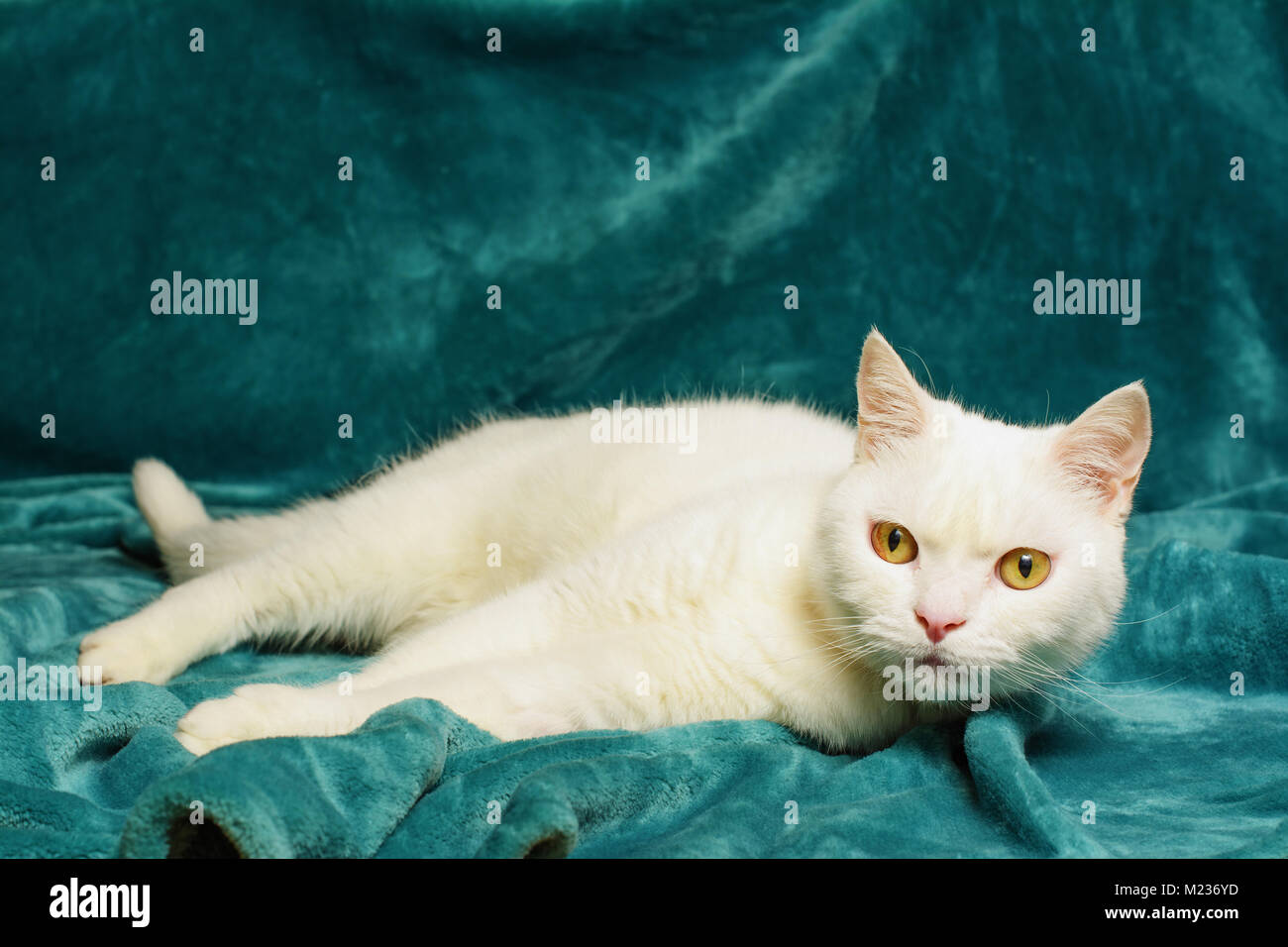 Cutaneous marginal pouch hi-res stock photography and images - Alamy