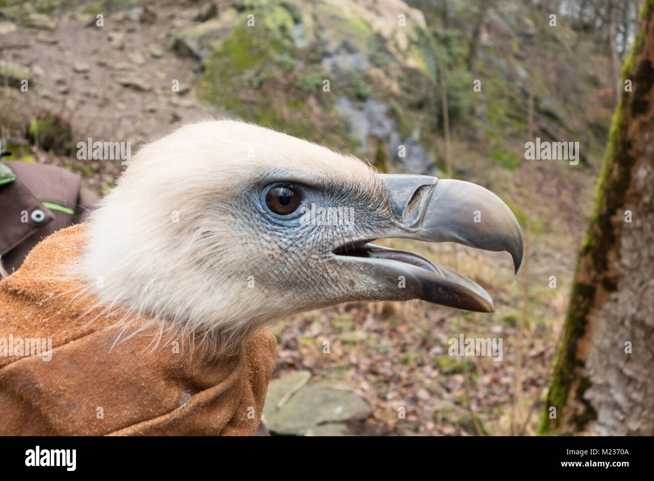 Vulture eye hi-res stock photography and images - Alamy