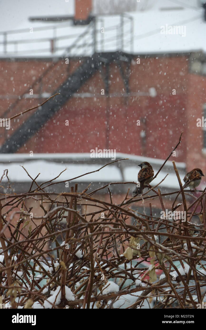 Birds in the cold winter Stock Photo - Alamy