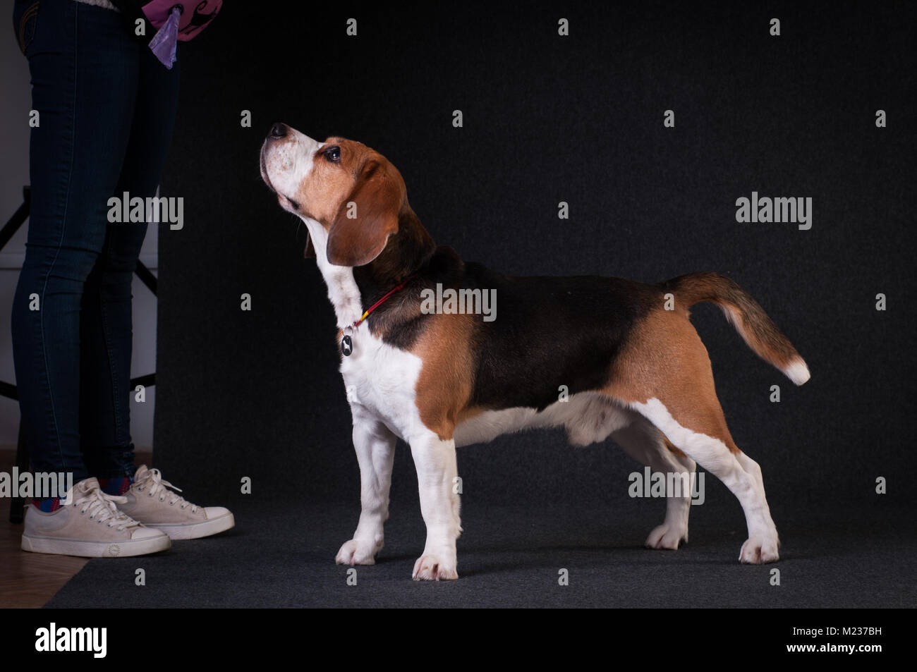 Beagle in studio full body portrait on dark grey background posing for ...