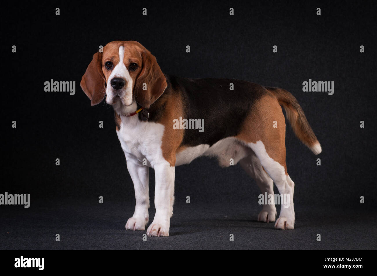 Beagle in studio full body portrait on dark grey background Stock Photo ...
