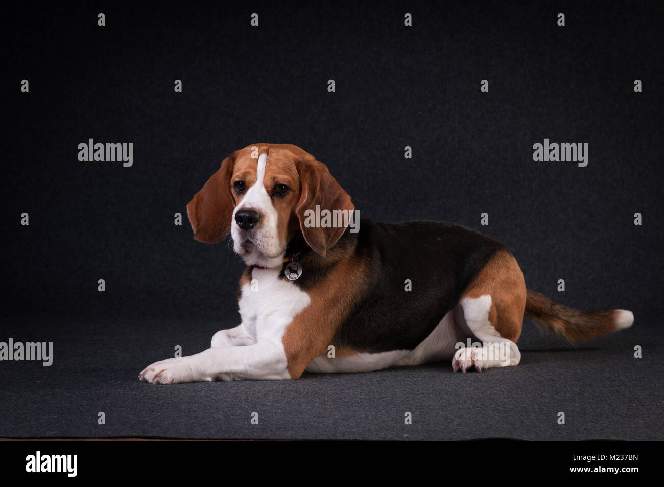 Beagle in studio full body portrait on dark grey background Stock Photo ...