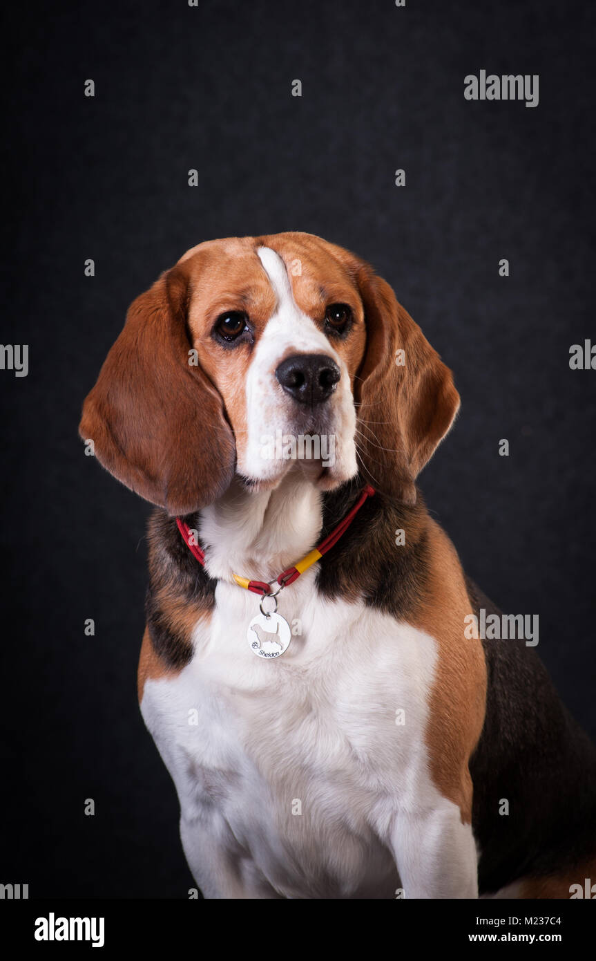 Beagle in studio portrait on dark grey background Stock Photo - Alamy