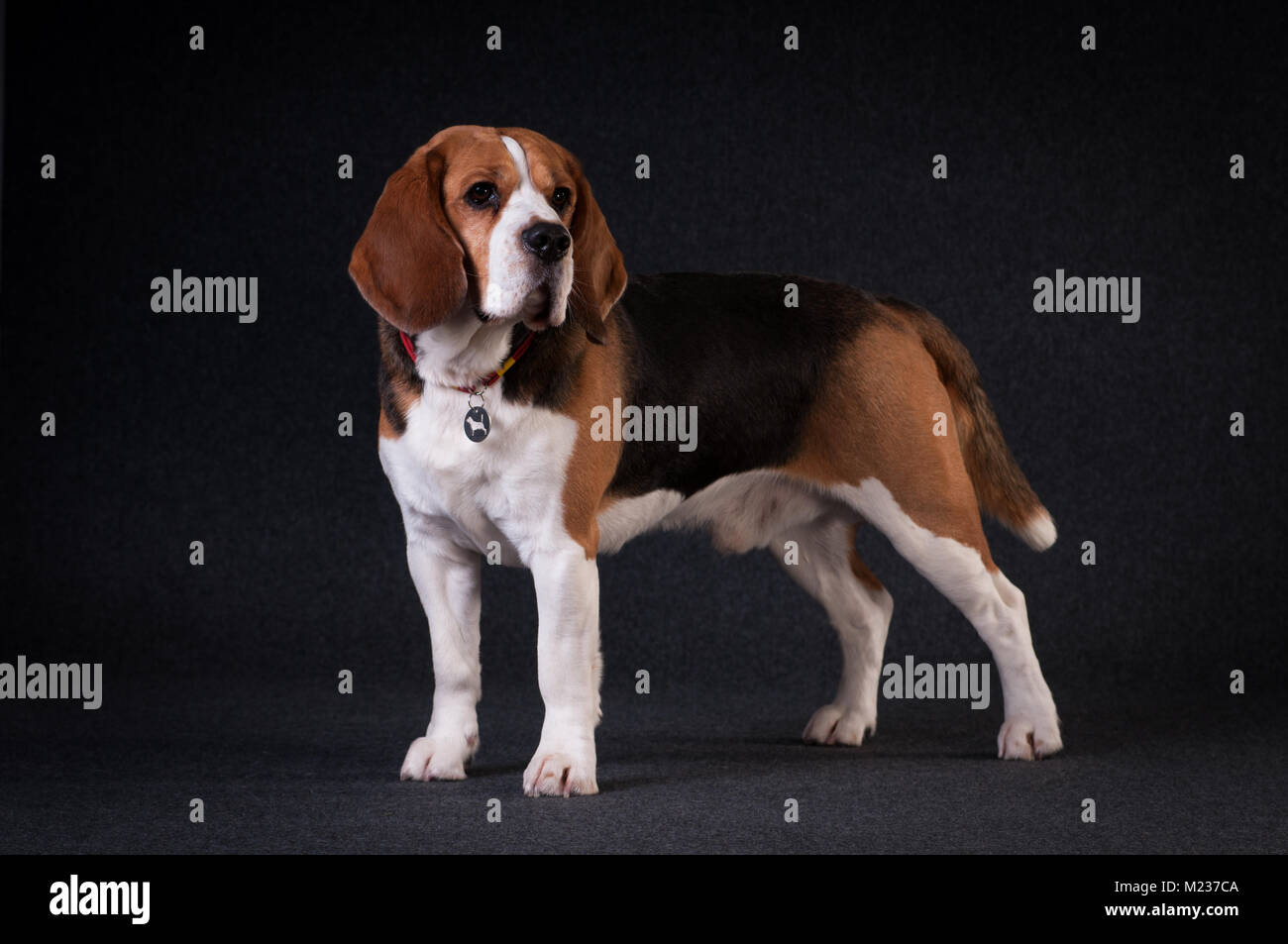 Beagle in studio full body portrait on dark grey background Stock Photo ...