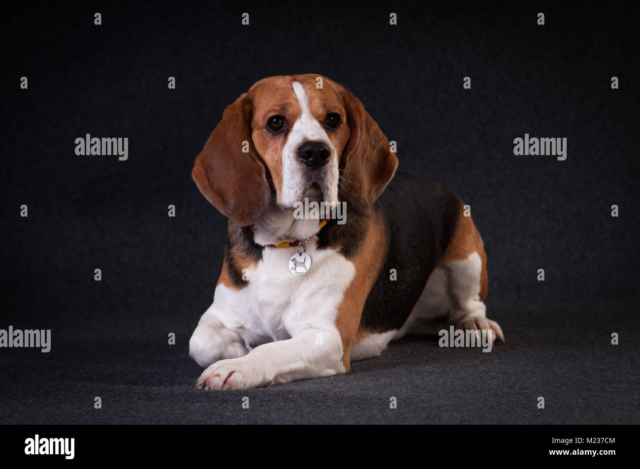 Beagle in studio full body portrait on dark grey background Stock Photo ...