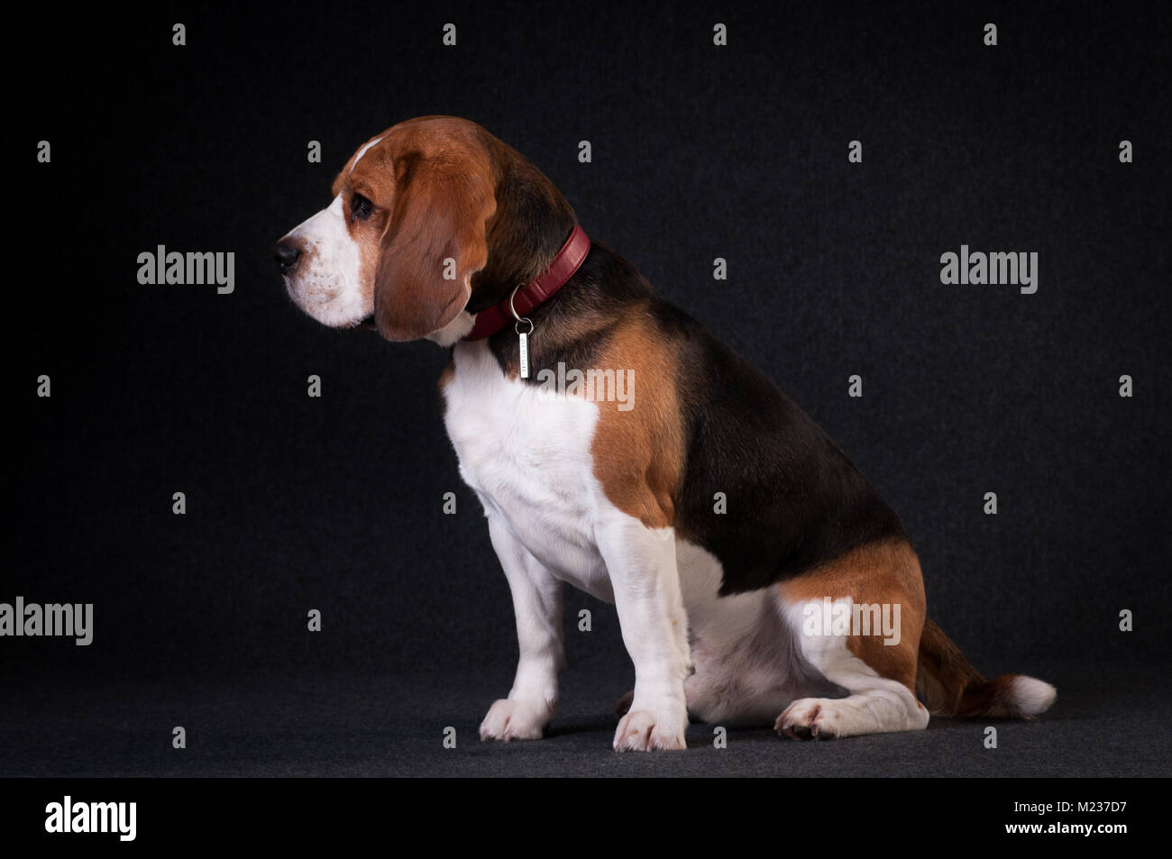 Beagle in studio full body portrait on dark grey background Stock Photo ...