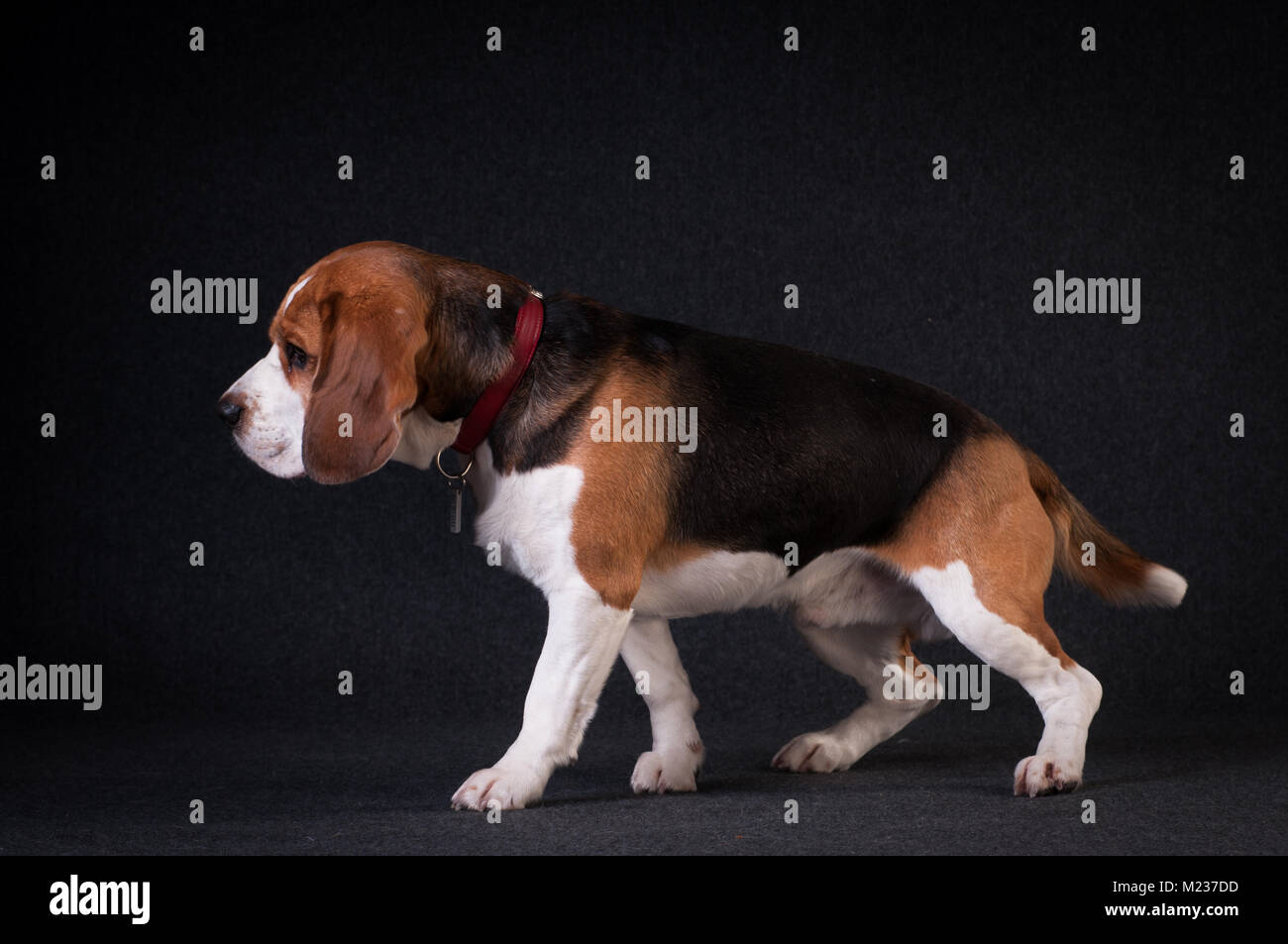 Beagle in studio full body portrait on dark grey background Stock Photo ...