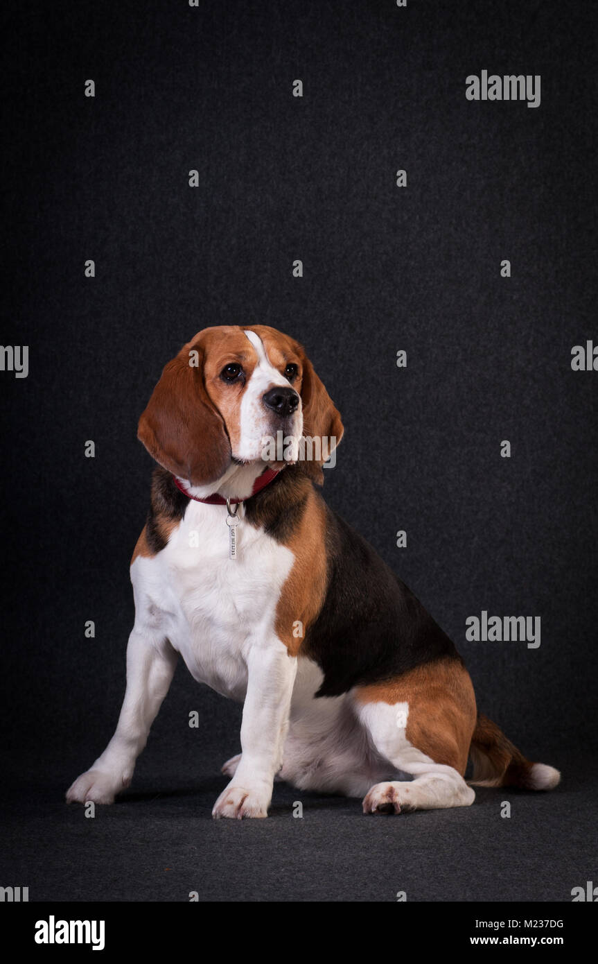 Beagle in studio full body portrait on dark grey background Stock Photo ...