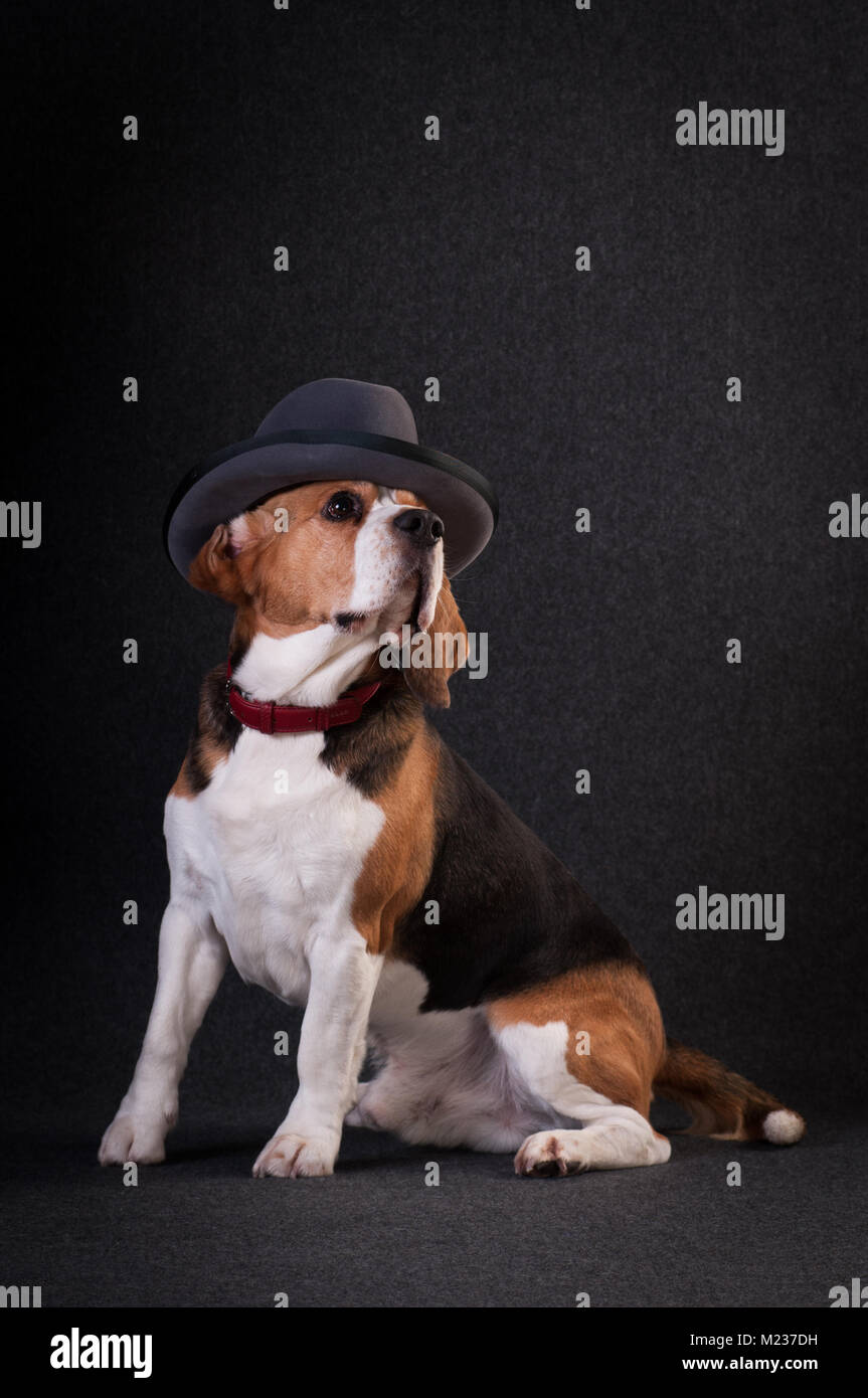 Beagle in studio full body portrait on dark grey background with hat on ...