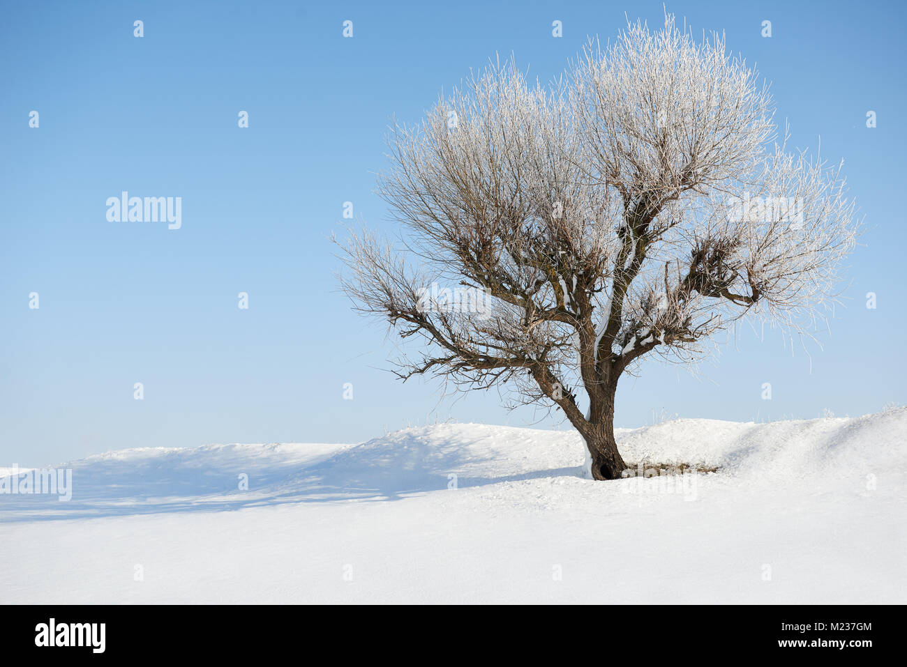 one tree in winter, beautiful wild landscape with bright snow, nature ...