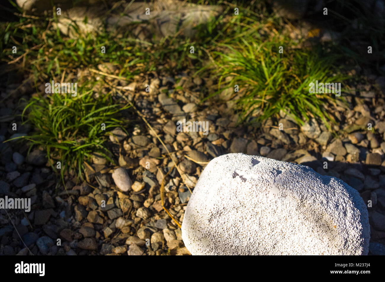 white porous stone lying on the gravel path with green grass, evening ...