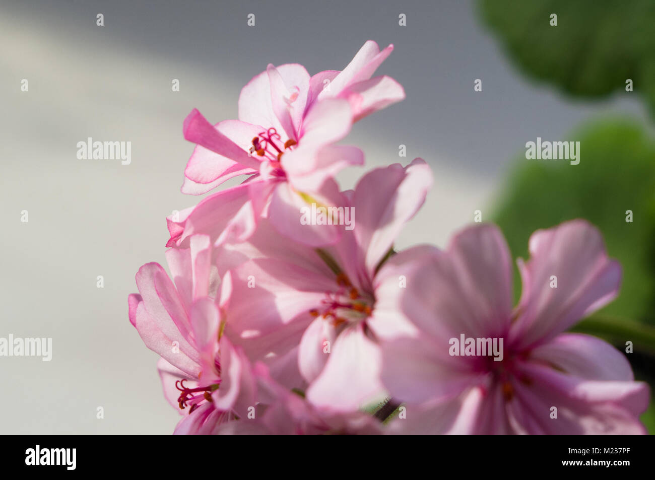 Lovely pink and white Pelargonium Geranium flowers Stock Photo - Alamy