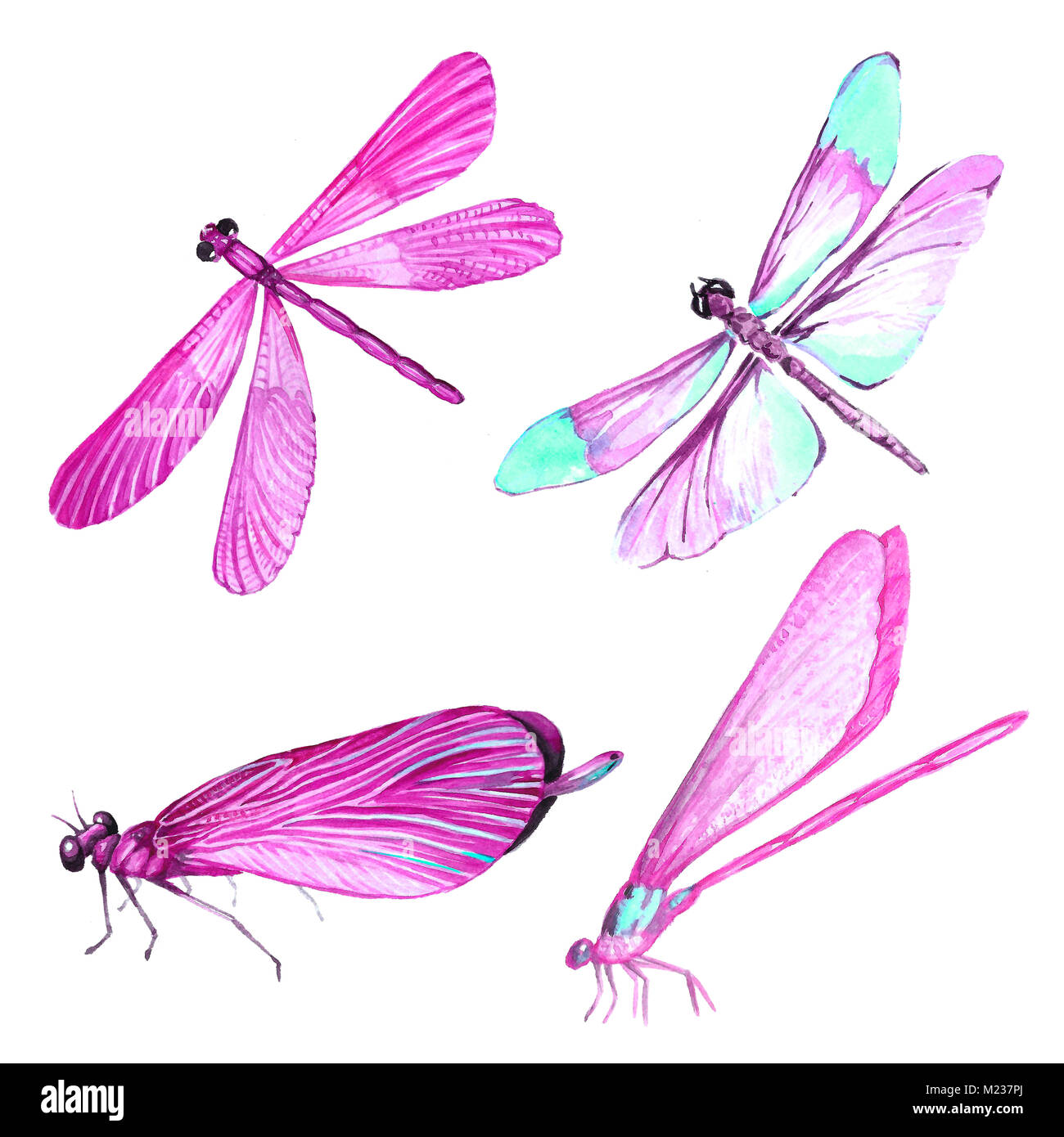 Watercolor collection of pink dragonfly illustrations. Isolated image ...