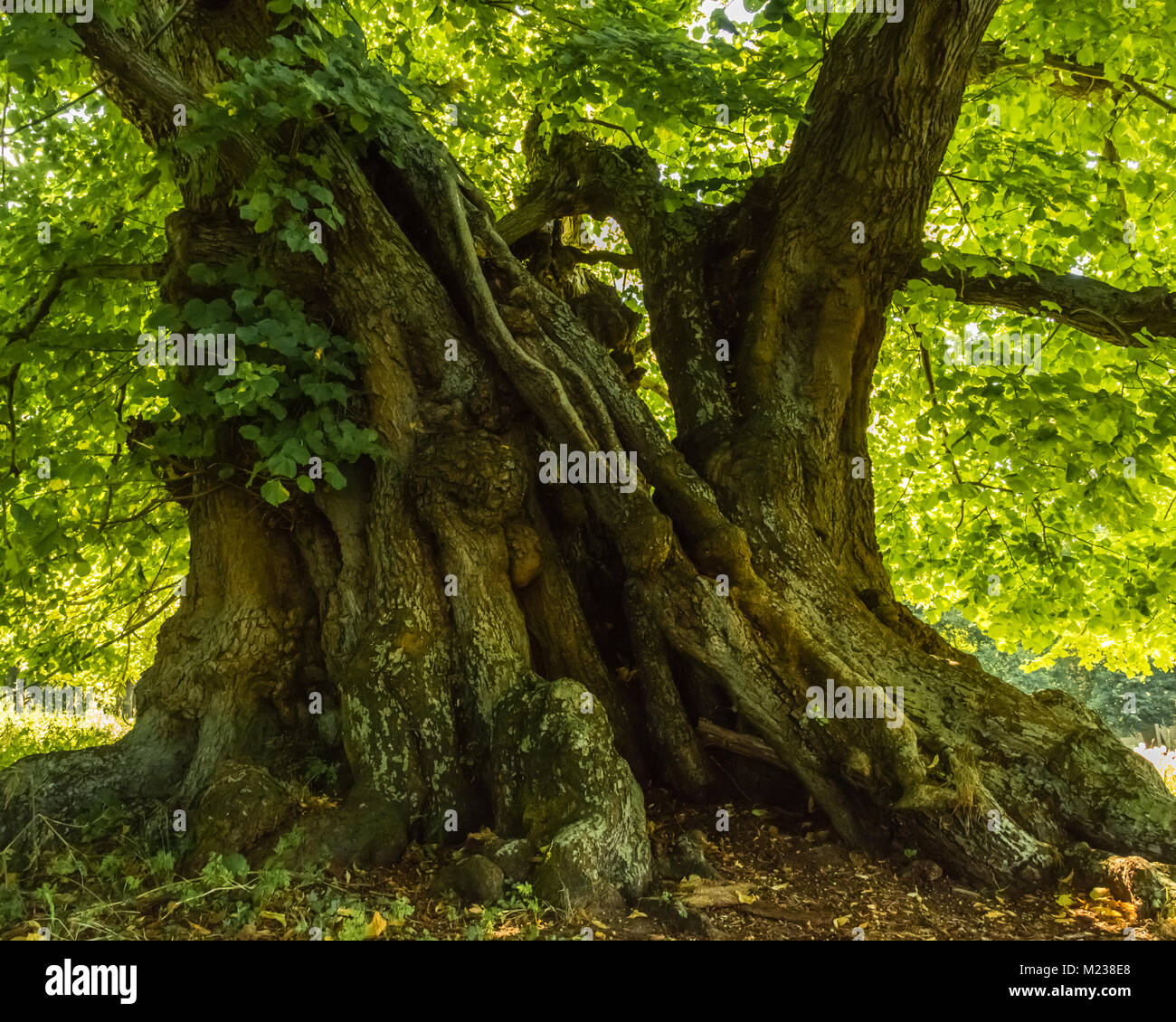 Persistent stem hi-res stock photography and images - Alamy