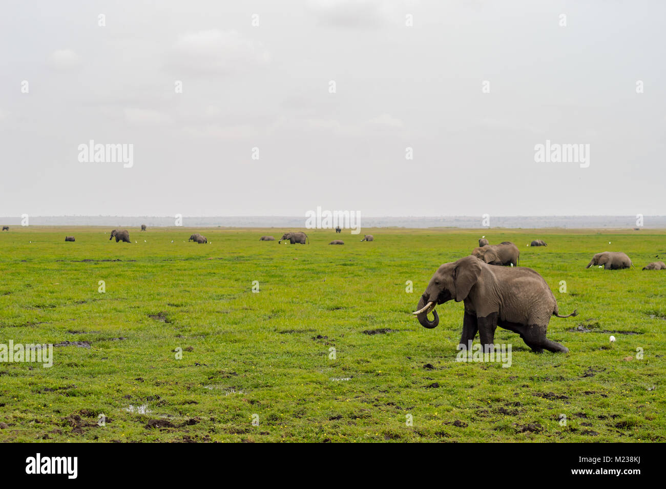 Elephant walking with difficulty in the marches of Amboseli Park in ...