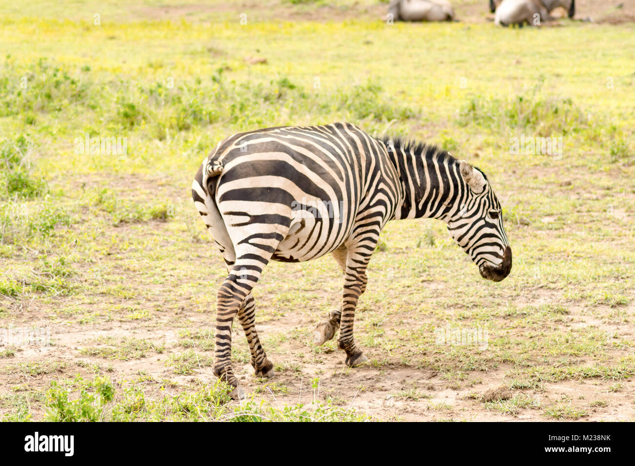 Zebra with cut tail having difficulty chasing flies and mosquitoes in ...