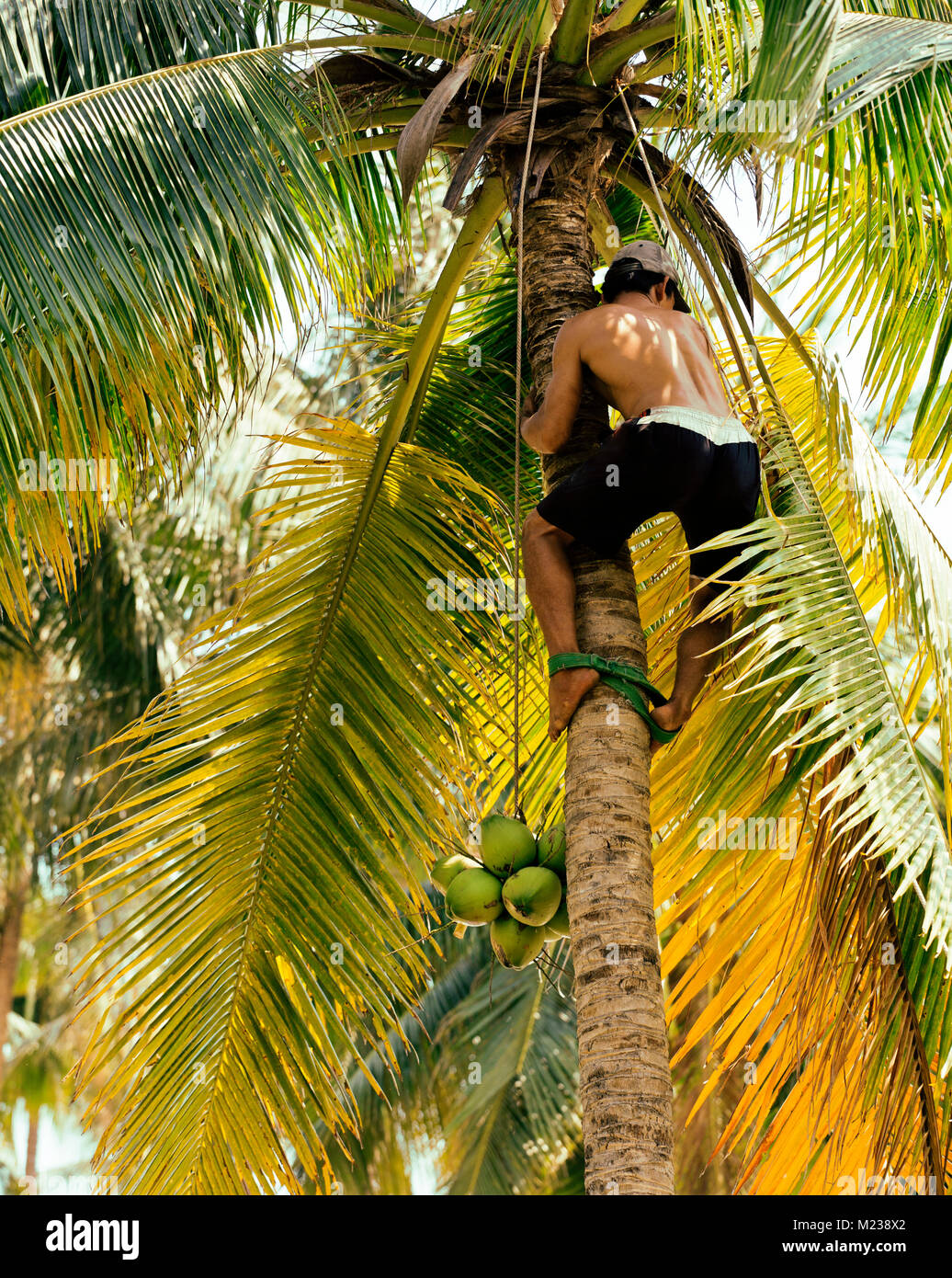 professional climber on coconut treegathering coconuts with rope Stock ...