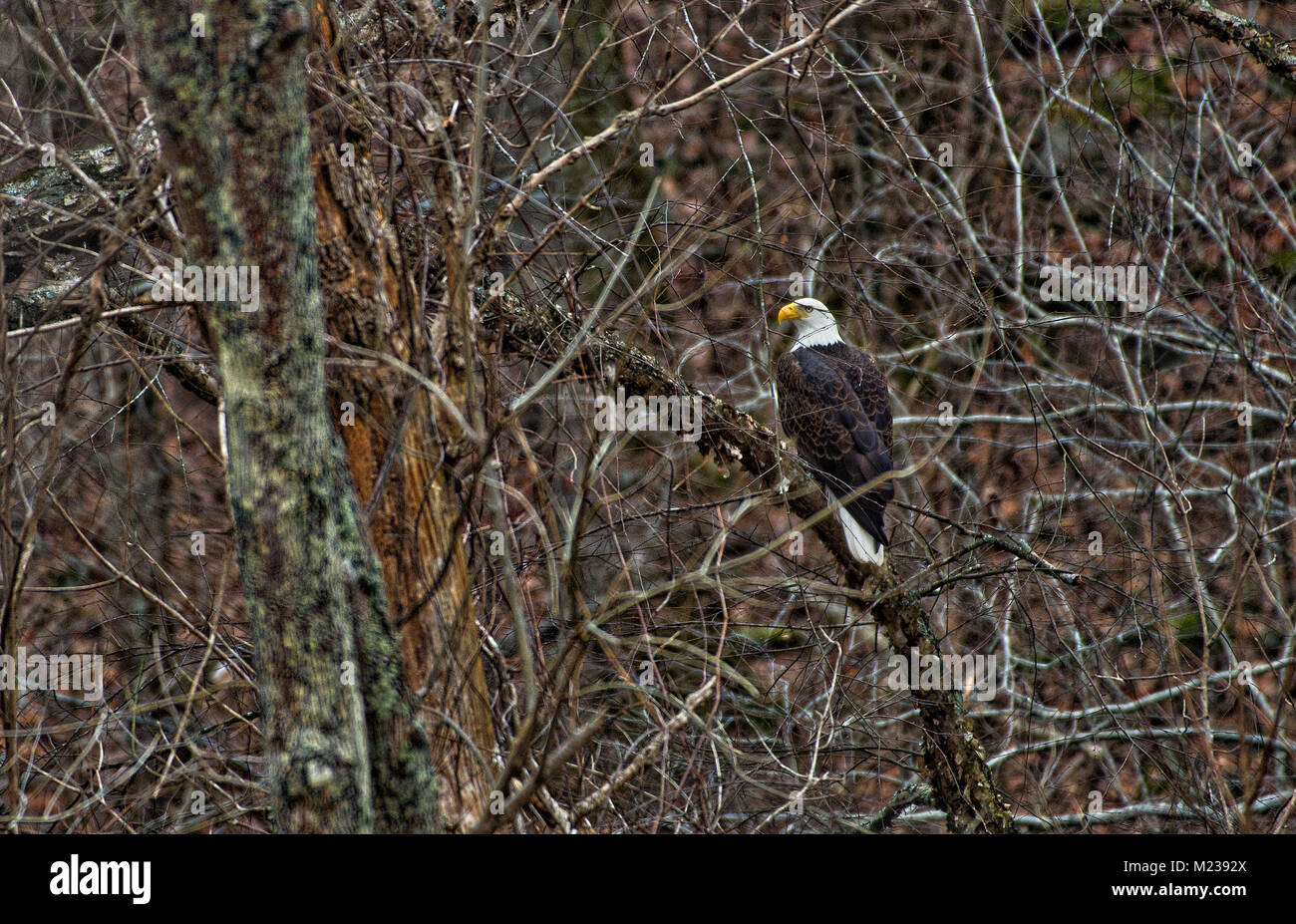 UNITED STATES - Jan. 29, 2018: A bald eagle sits in heavy cover over ...