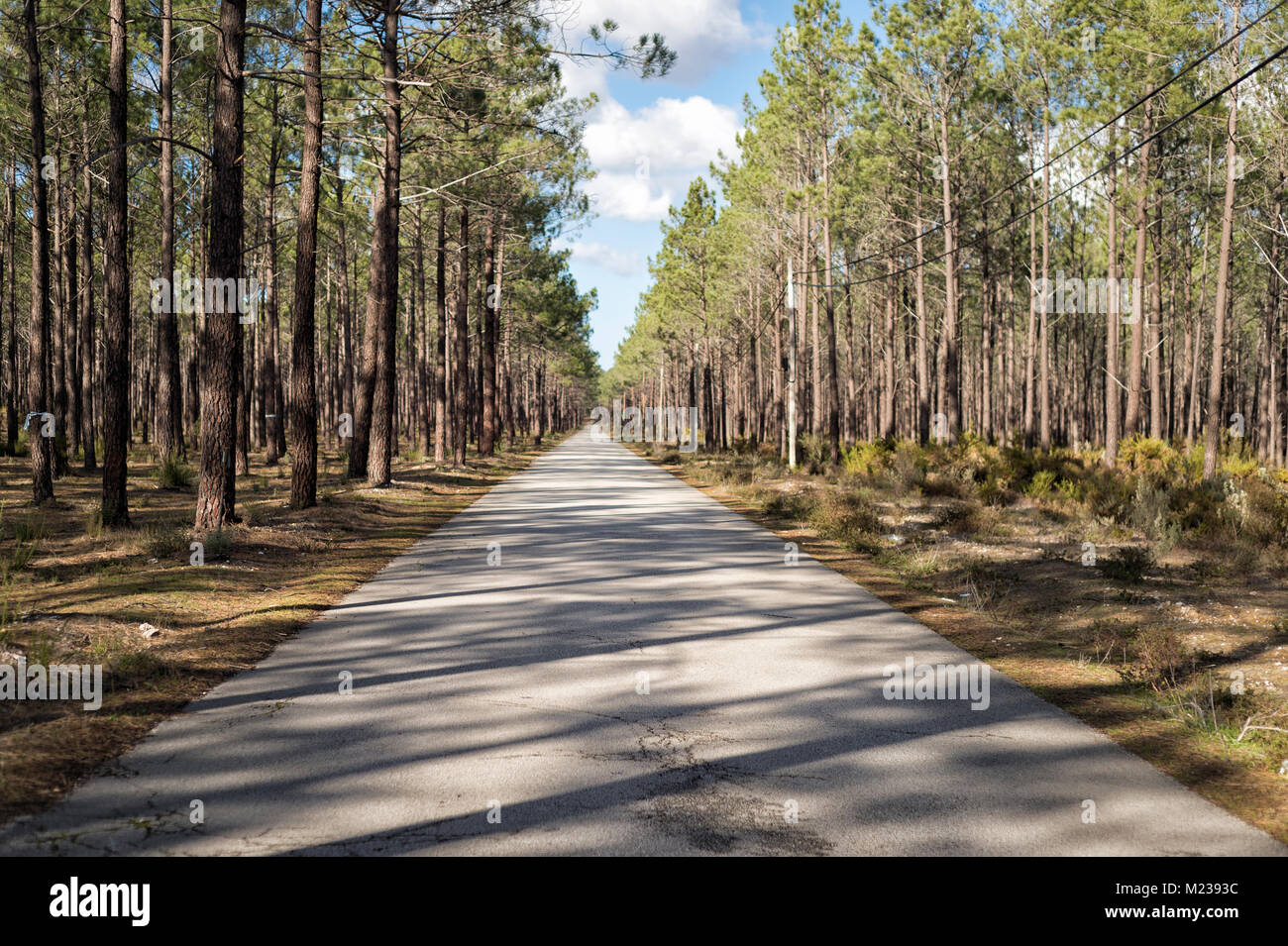 Empty highway green forest hi-res stock photography and images - Alamy