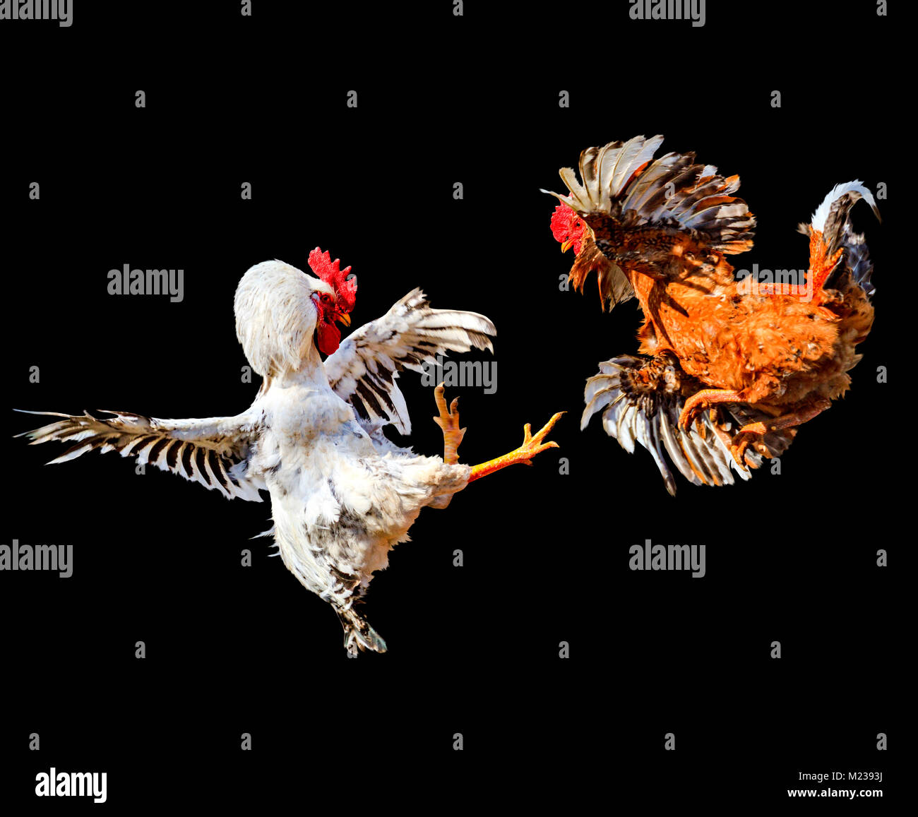 Two birds of the opponent are isolated on a black background Stock ...