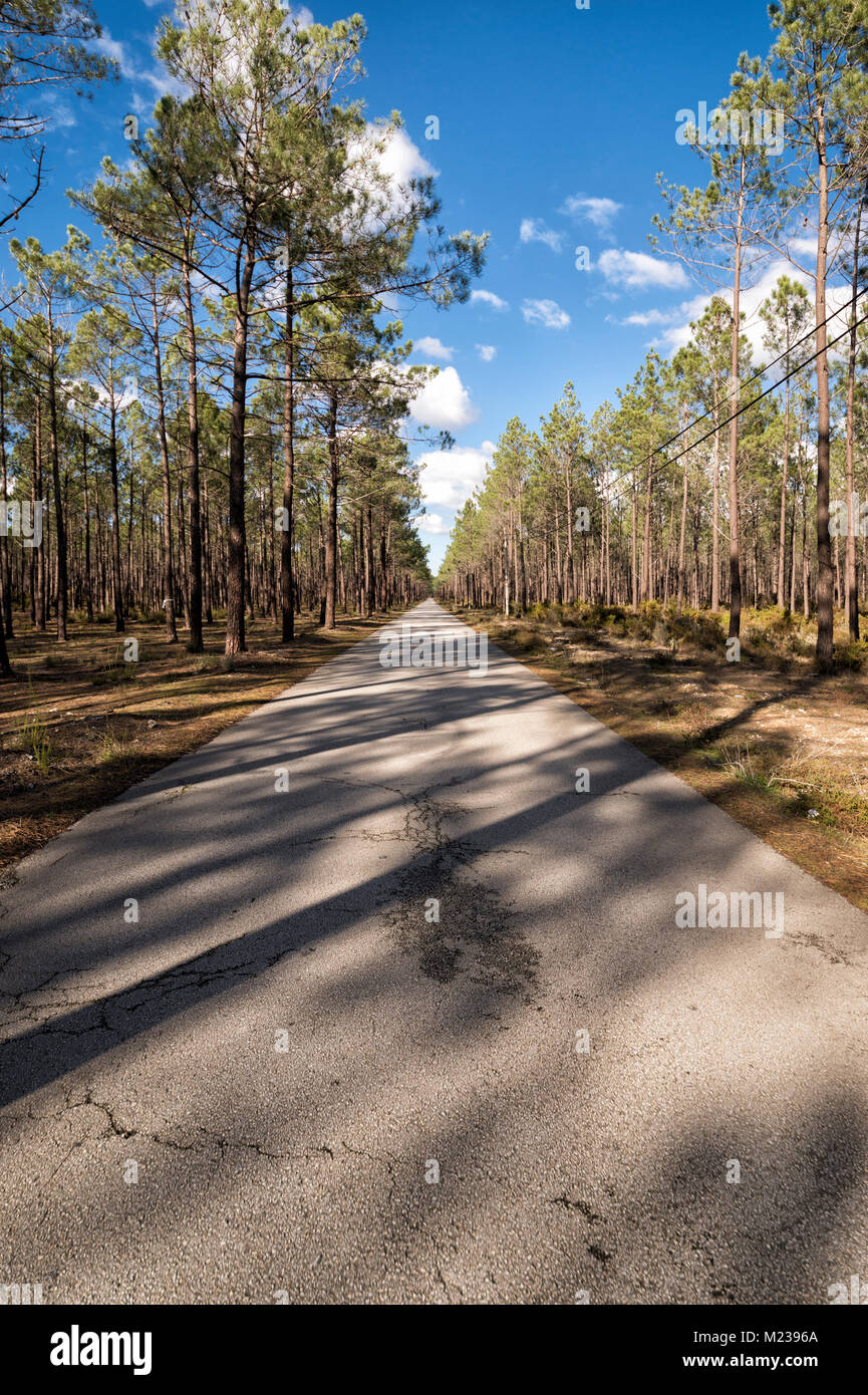 Long straight road through a forest Stock Photo - Alamy