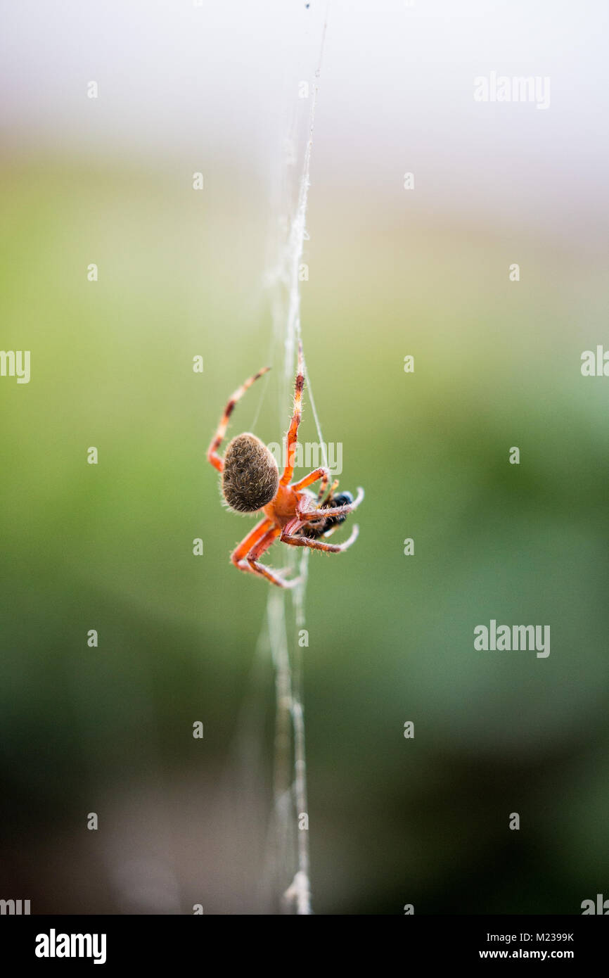 Spider catching prey in the garden Stock Photo - Alamy