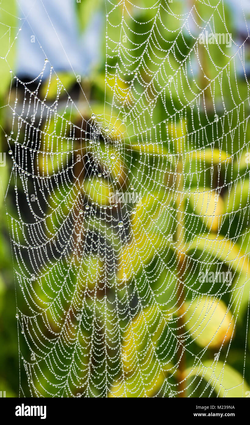 Detail of dewy cobweb with pearls from raindrops. Beautiful ornate ...