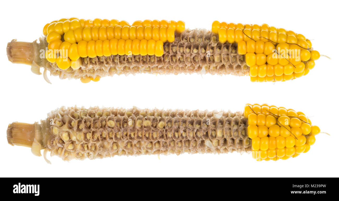 Maize grains hi-res stock photography and images - Alamy