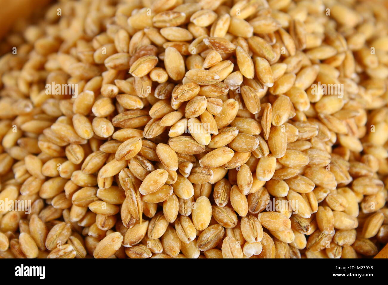 Dry pearl barley close-up, grain grain texture Stock Photo - Alamy