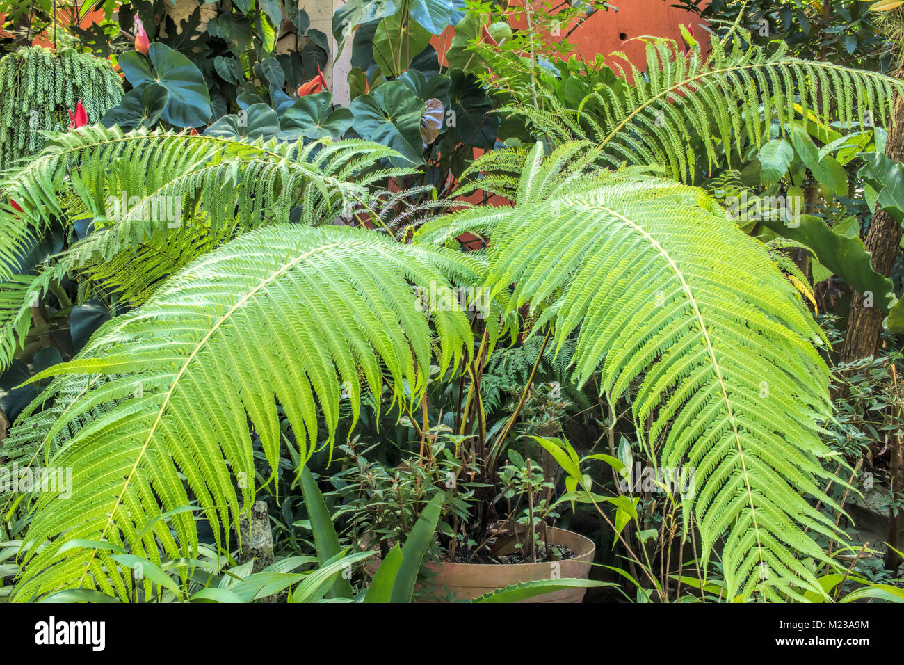 Flora de mexico central hi-res stock photography and images - Alamy