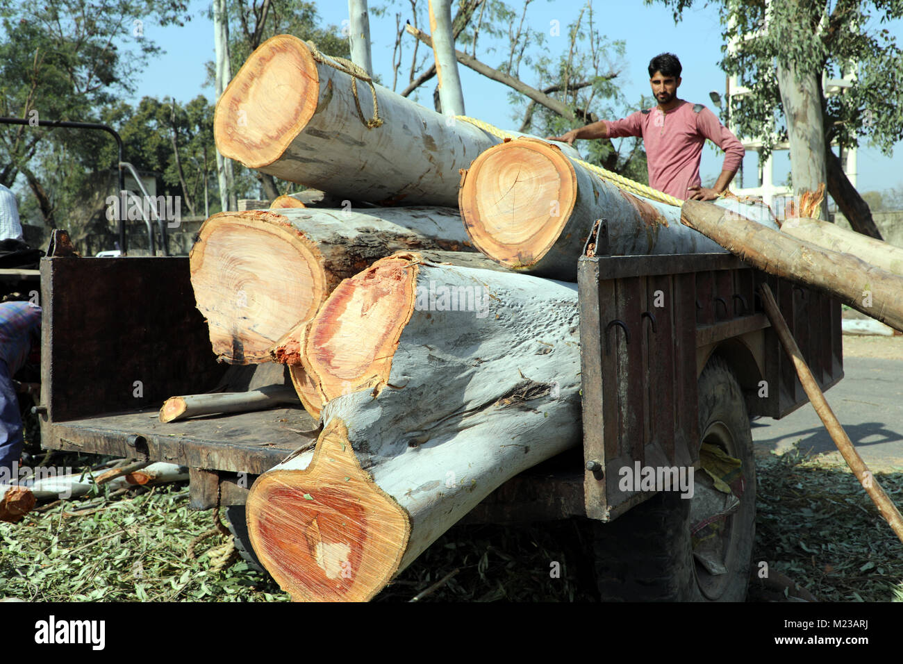 Lifting Tree Trunks High Resolution Stock Photography and Images - Alamy