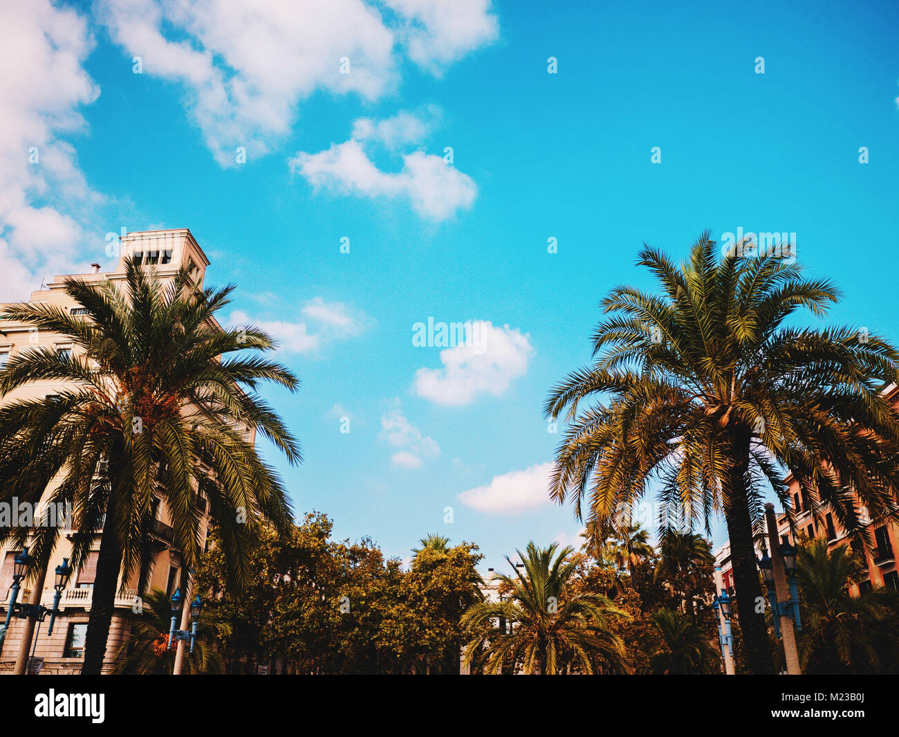 Tropical date palm trees alley in Barcelona, Spain, Europe Stock Photo ...
