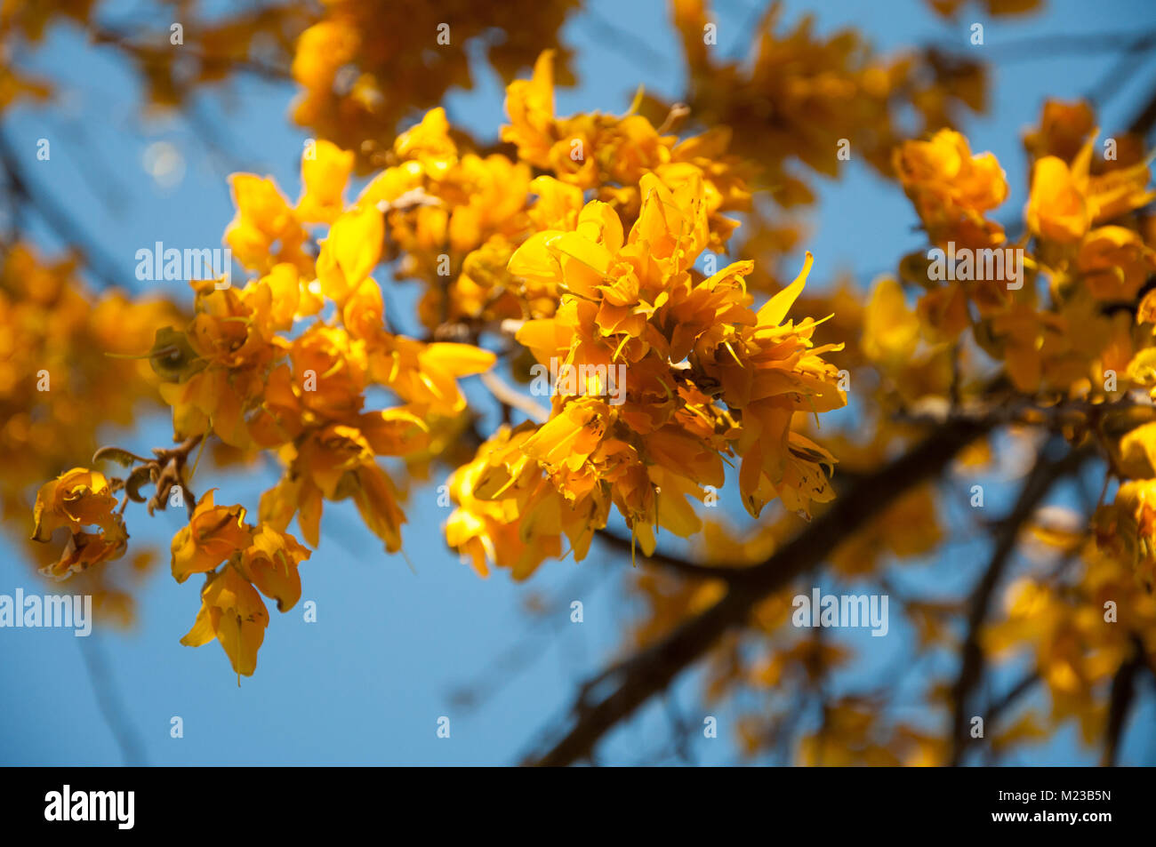 Kowhai Tree Flowers Stock Photo - Alamy