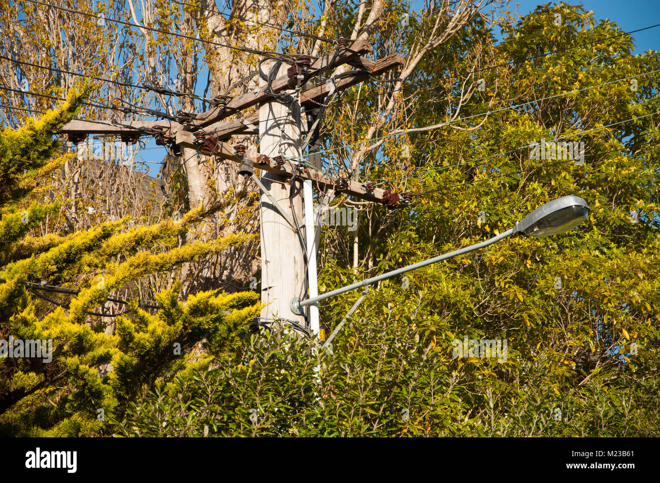 Power Lines In The Trees Stock Photo - Alamy