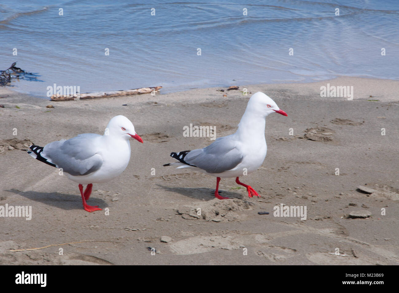 Two seagulls at the beach hi-res stock photography and images - Alamy