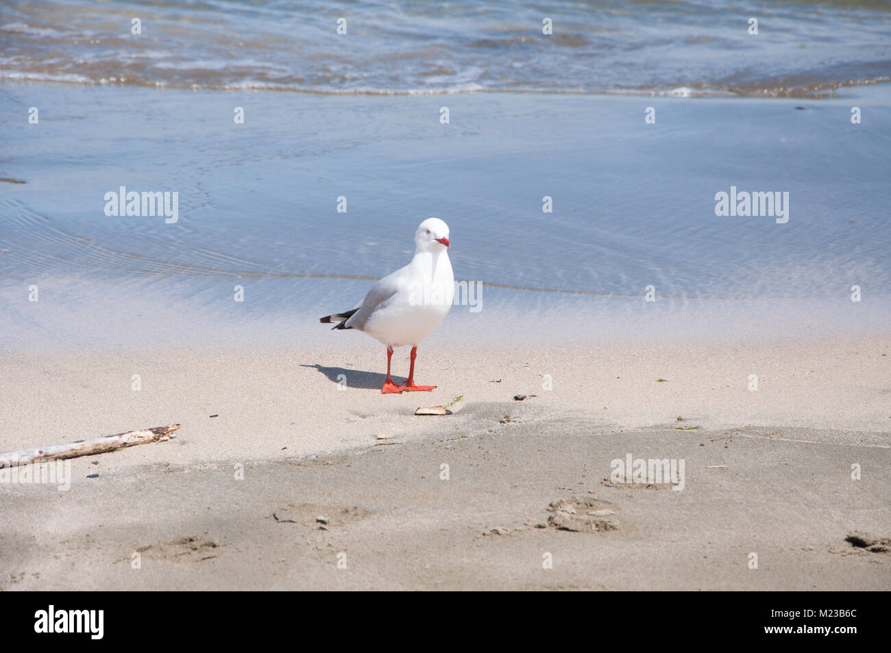 Seagull At The Beach Stock Photo - Alamy