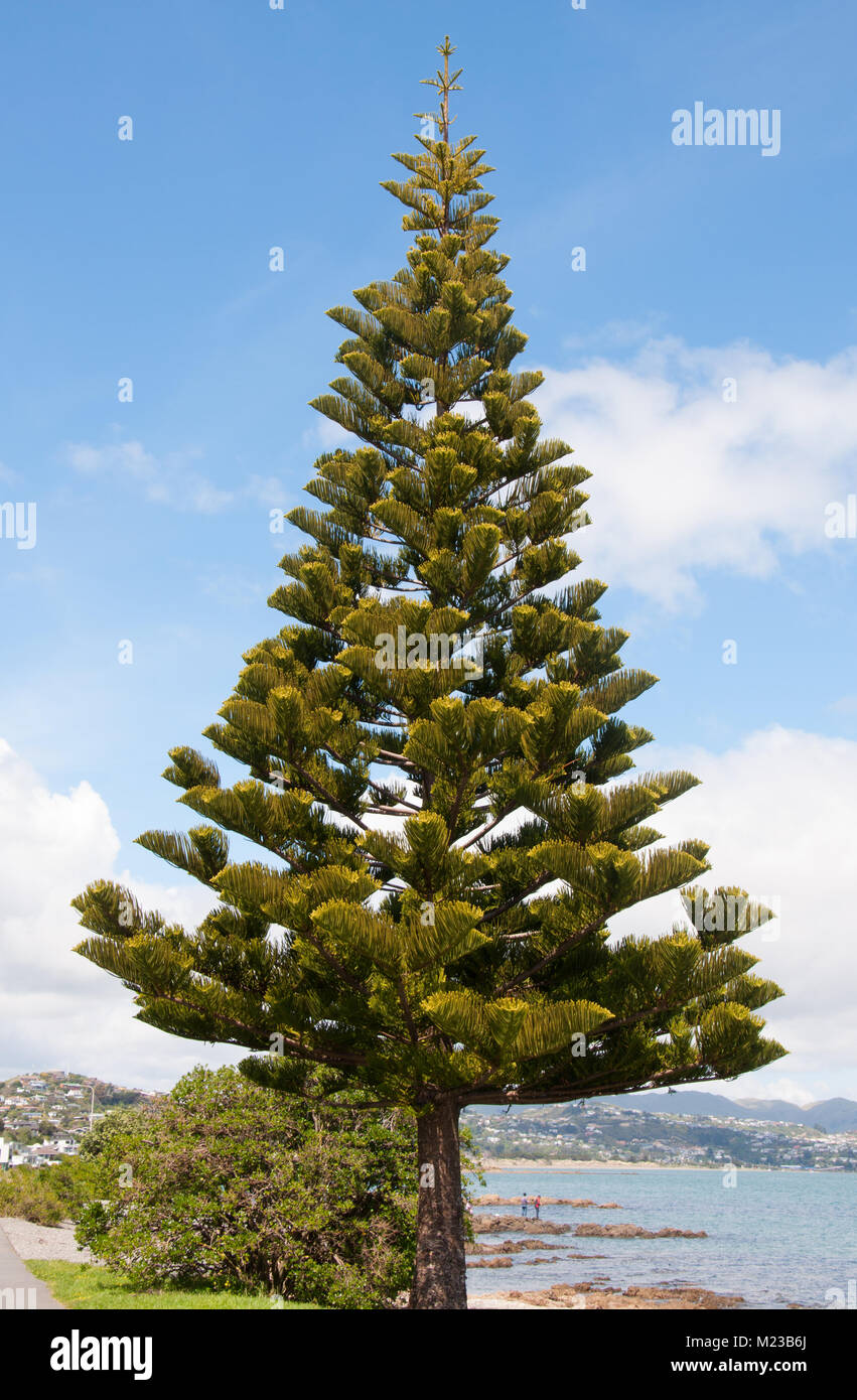 Shoreline tree hi-res stock photography and images - Alamy