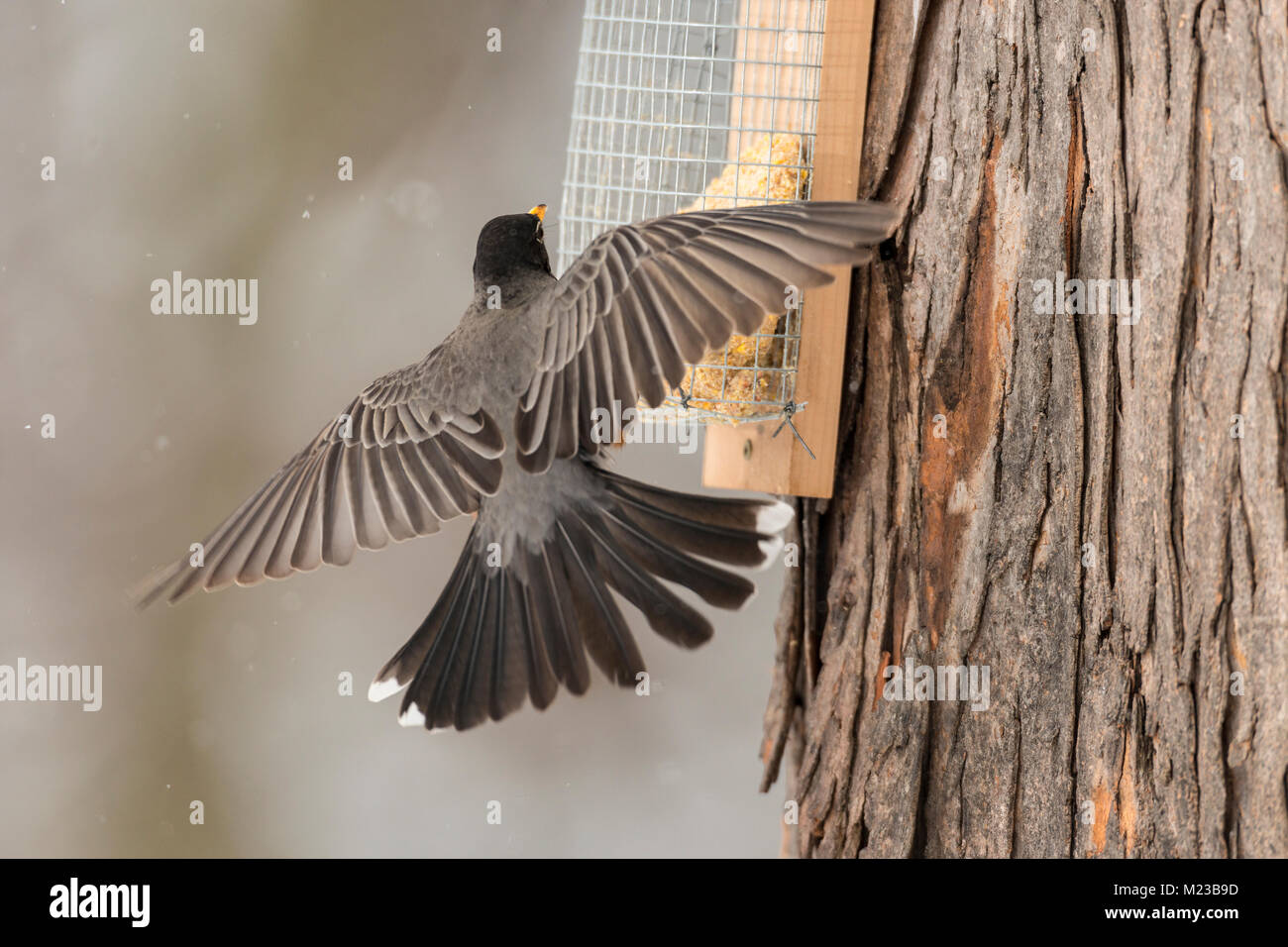 American Robin wings spread Stock Photo - Alamy